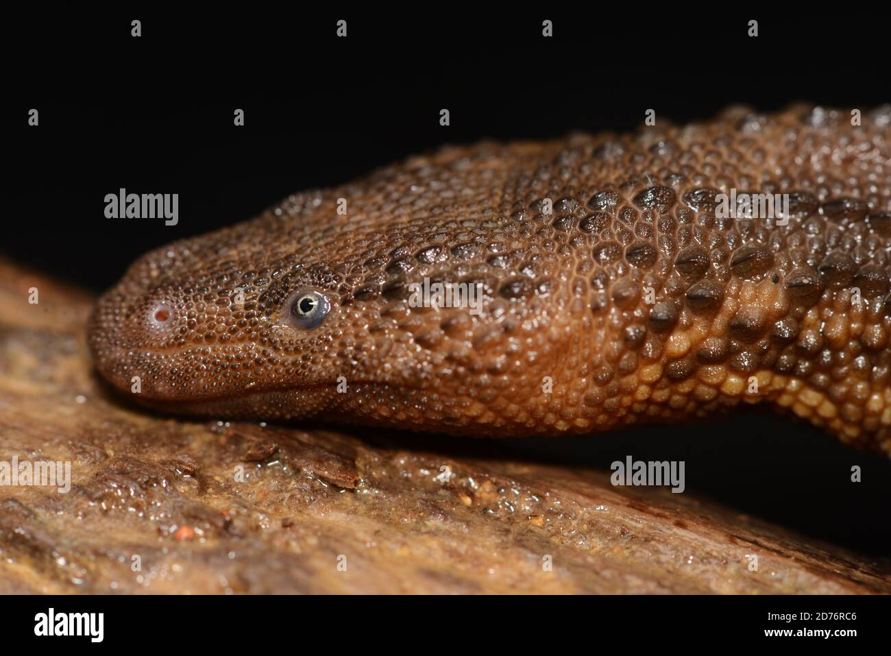 Bornean Earless Monitor Stock Photo - Alamy