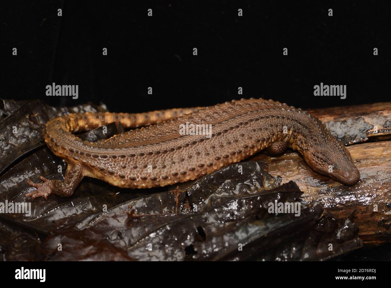 Bornean Earless Monitor Stock Photo - Alamy