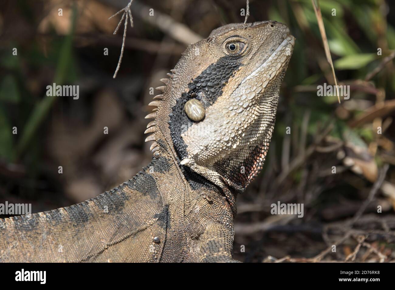 Eastern Water Dragon with large tick in ear Stock Photo - Alamy