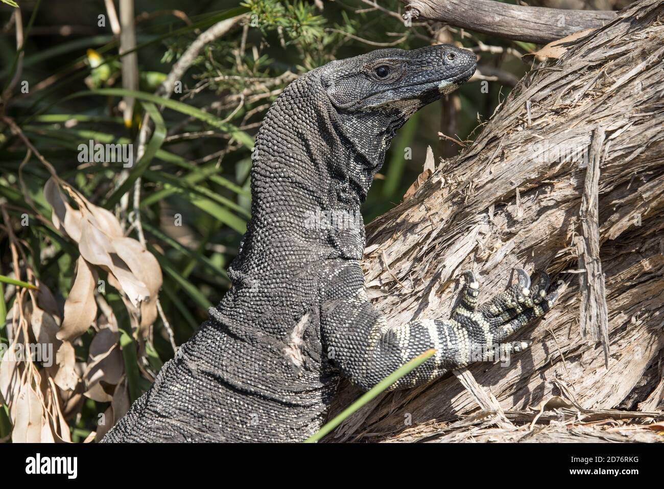 Large male Lace Monitor basking on a log Stock Photo - Alamy