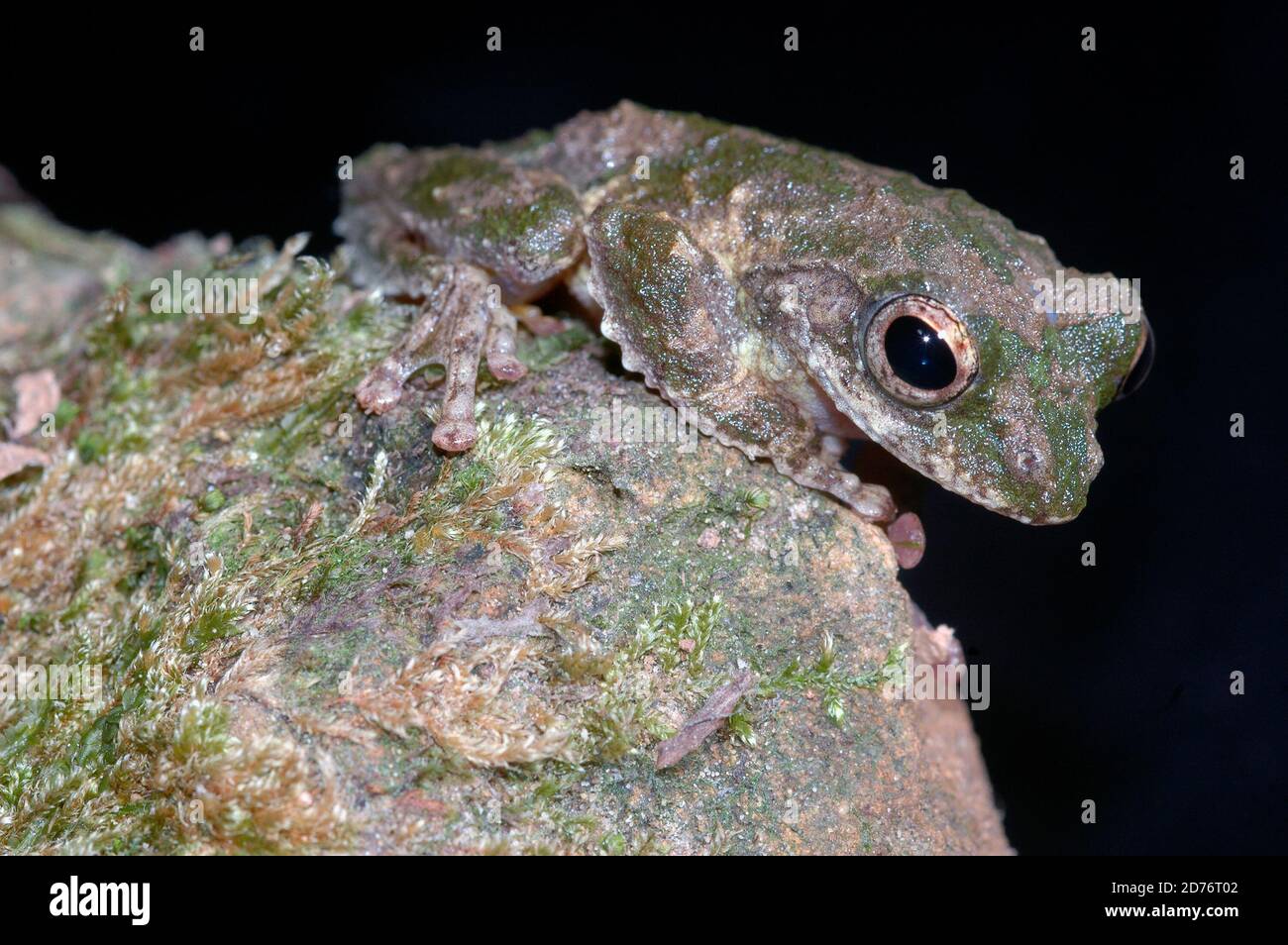 Indian tree frog hi-res stock photography and images - Alamy