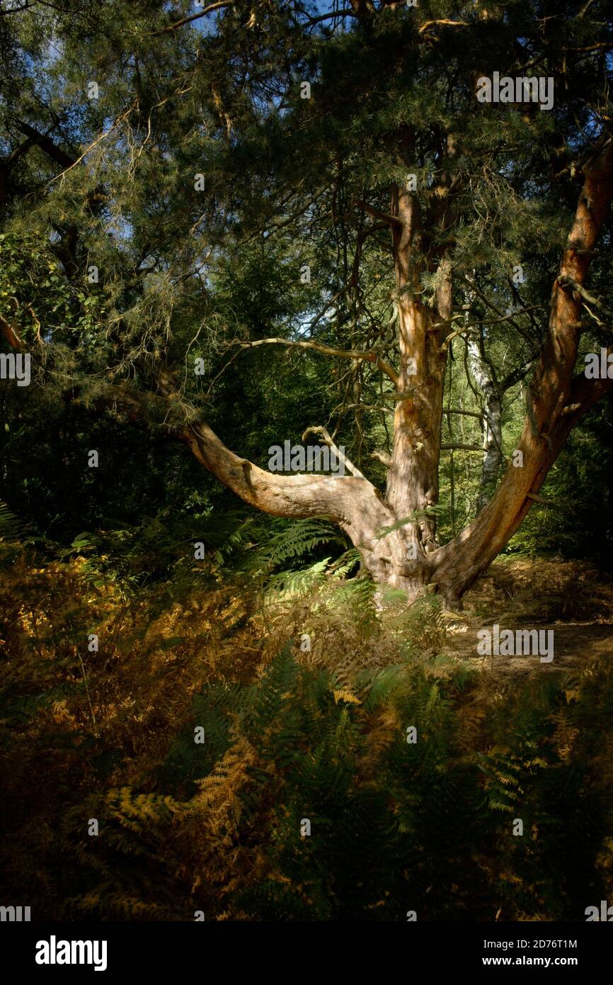 Autumnal woodland scene of single tree with three large branches in a ...