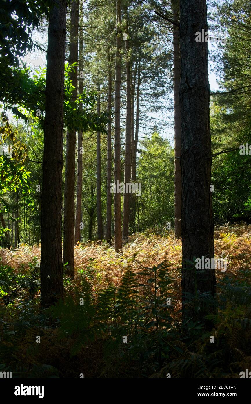 Autumnal woodland scene with trees and ferns in sunlight. Portrait ...