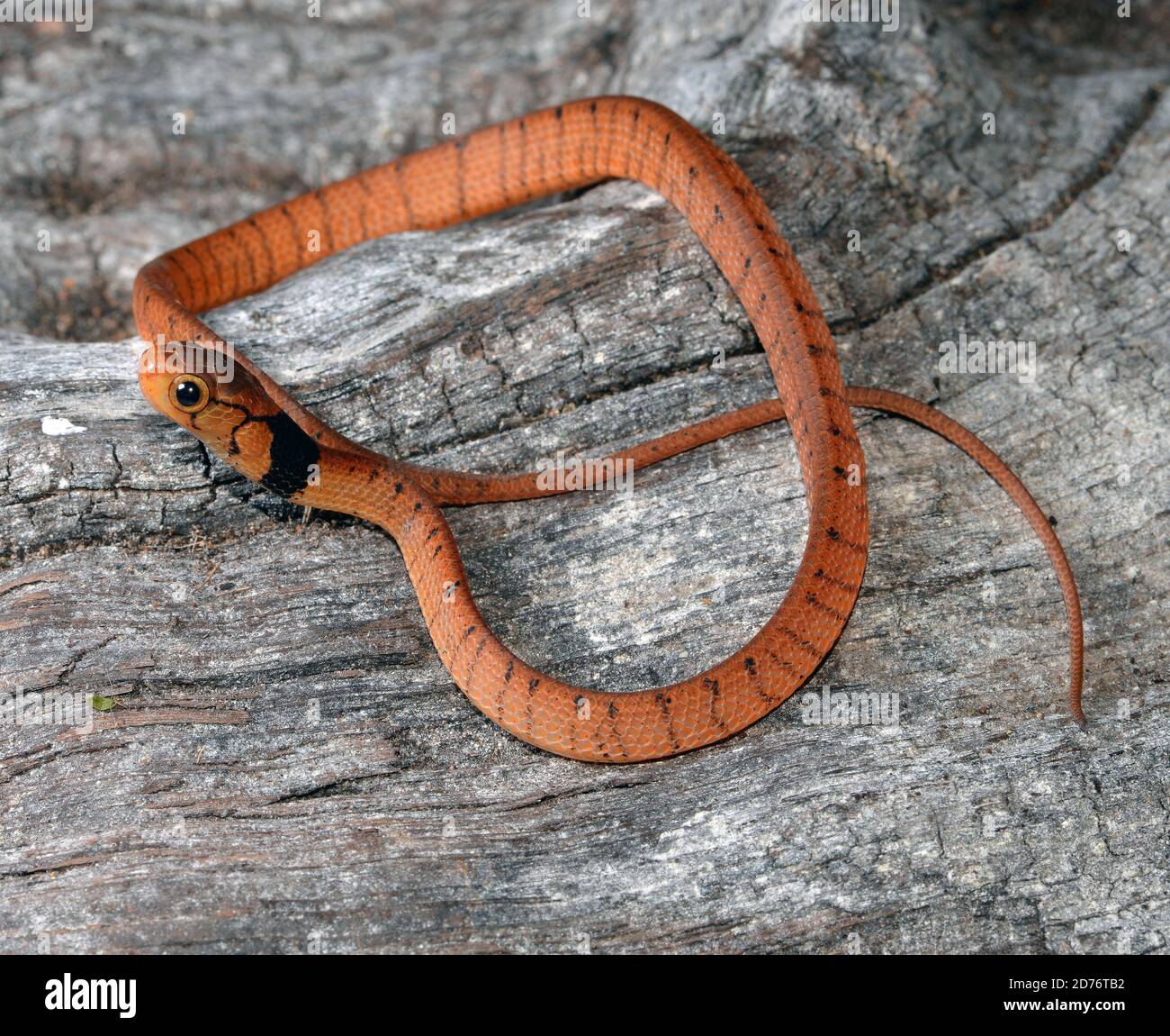 Collared Slug-eating Snake Stock Photo - Alamy