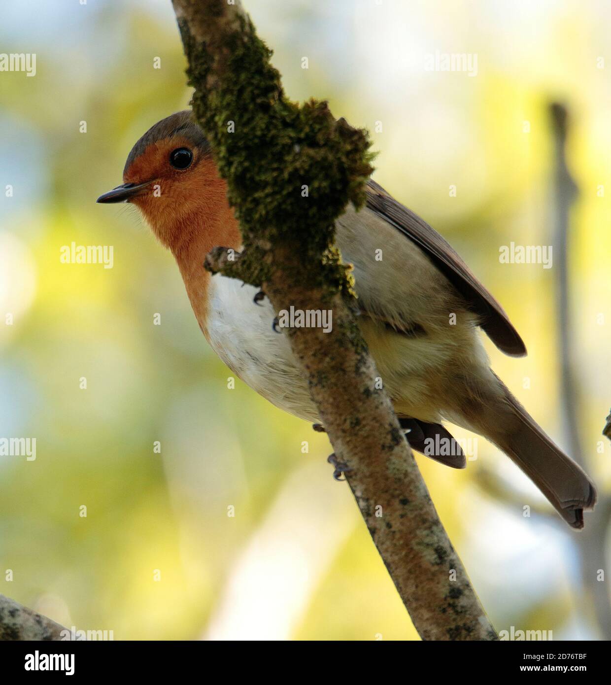 Photographing robin hi-res stock photography and images - Alamy