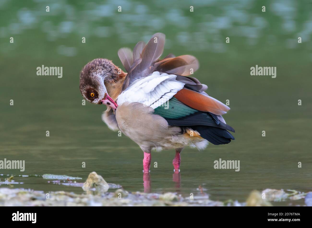 Preening goose hi-res stock photography and images - Alamy