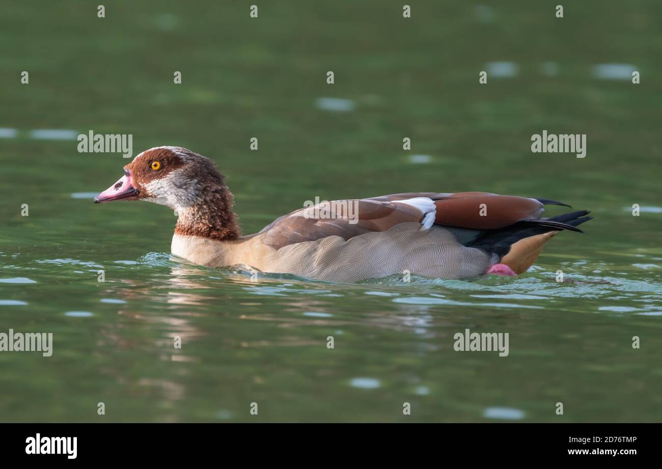 Egyptian goose (Alopochen aegyptiaca) swimming in water at a lake in ...