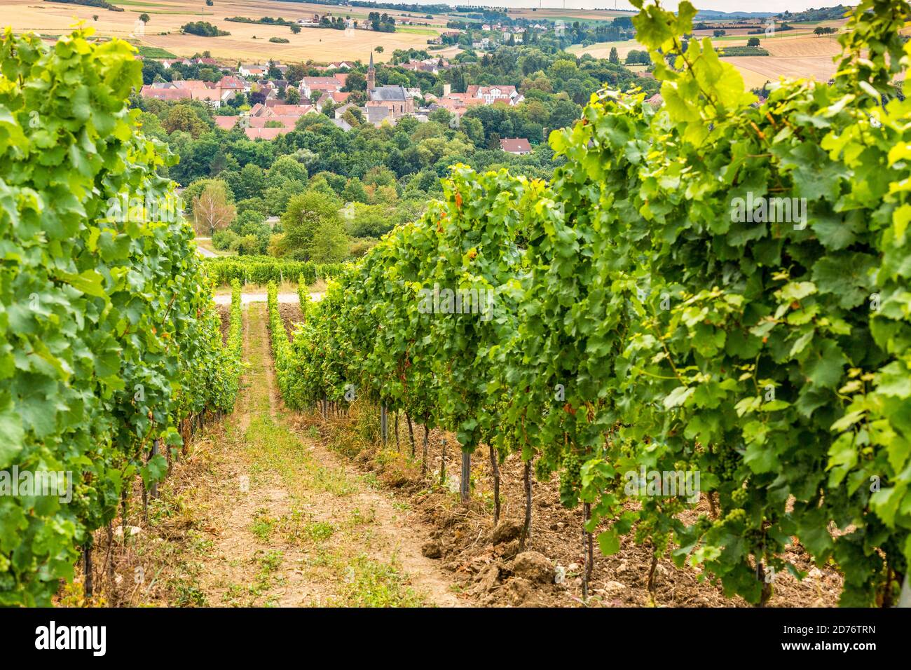 German vinyard hi-res stock photography and images - Alamy
