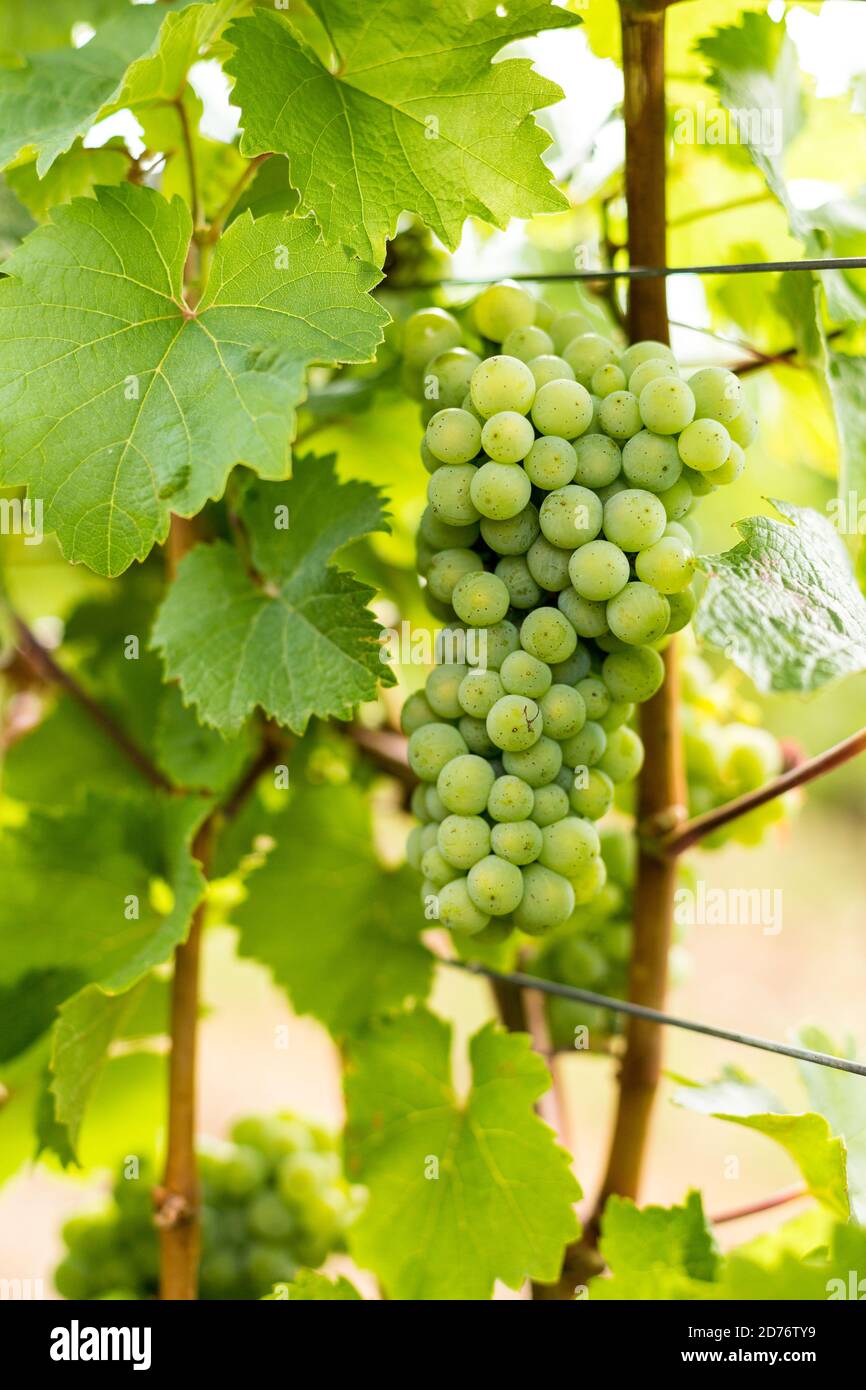 German production fruit hi-res stock photography and images - Alamy