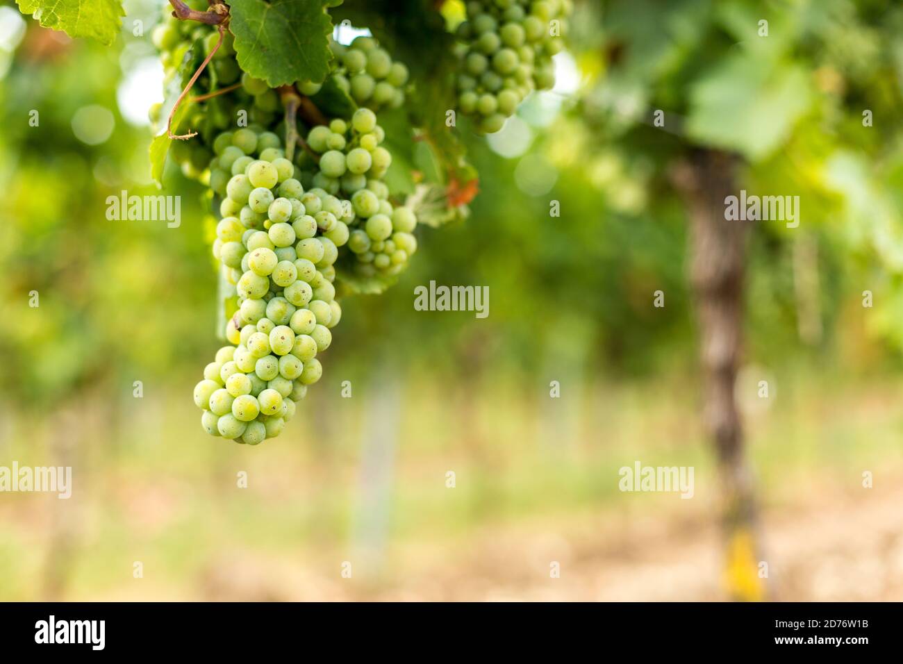 German production fruit hi-res stock photography and images - Alamy