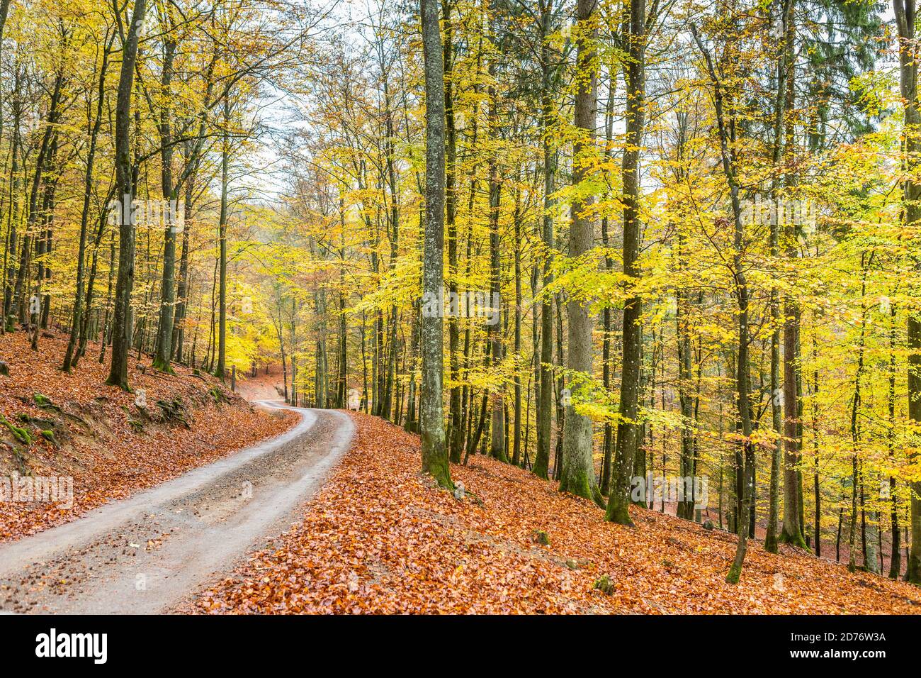 Winding road through the woods in the fall hi-res stock photography and ...