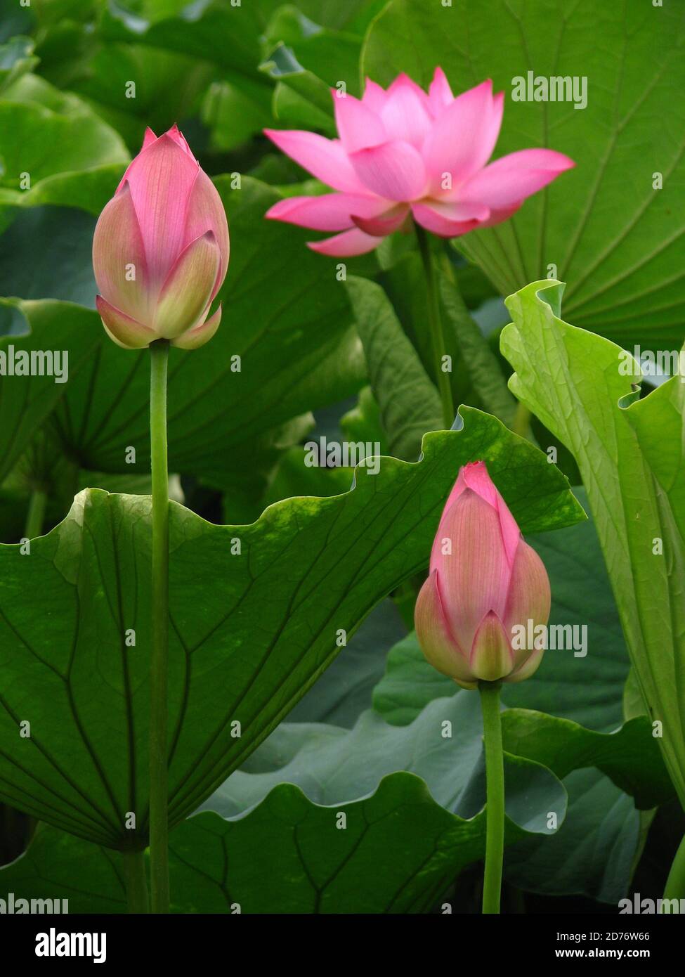 Vertical closeup shot of a beautiful lotus flower in the pond Stock ...