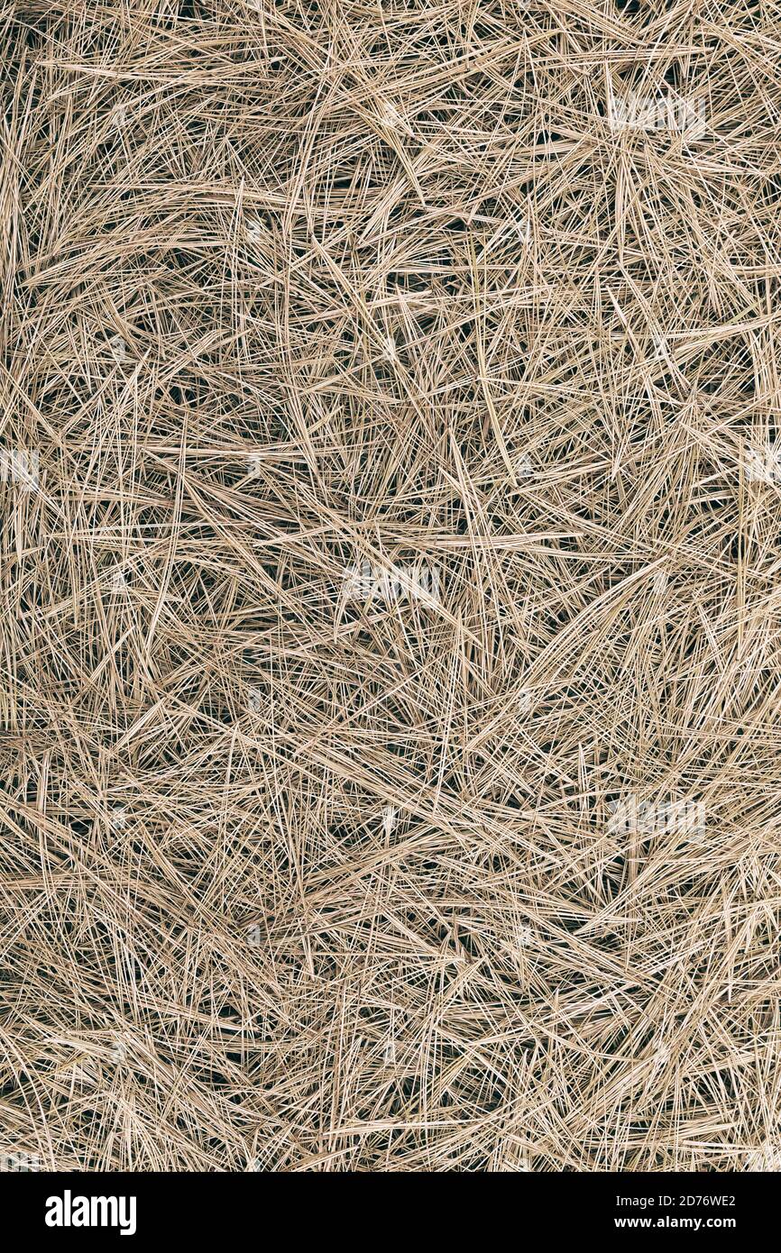 Pine needle straw background. Fall pattern. Autumn texture Stock Photo ...