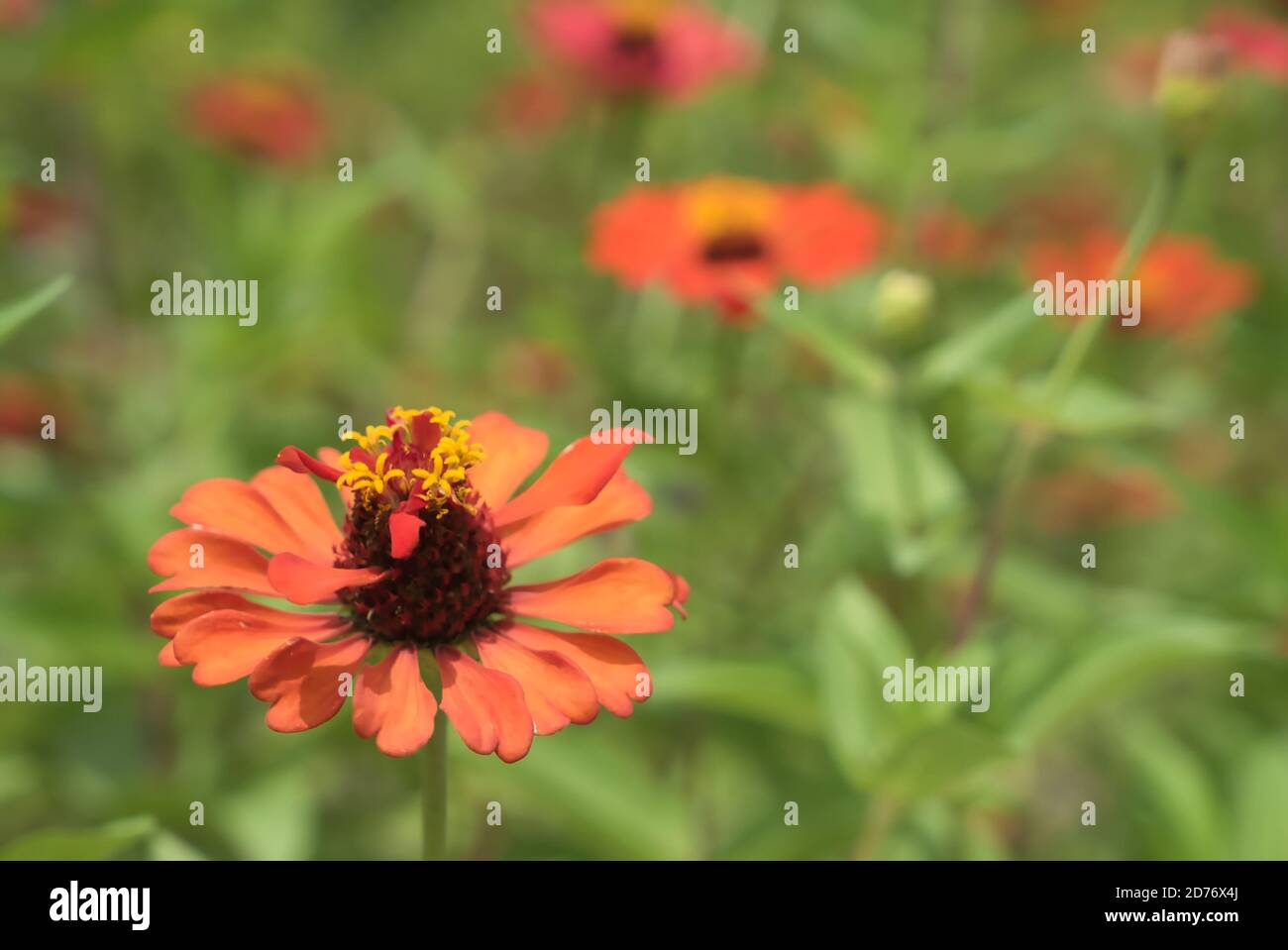 Amazing flowers on a windy weather Stock Photo - Alamy