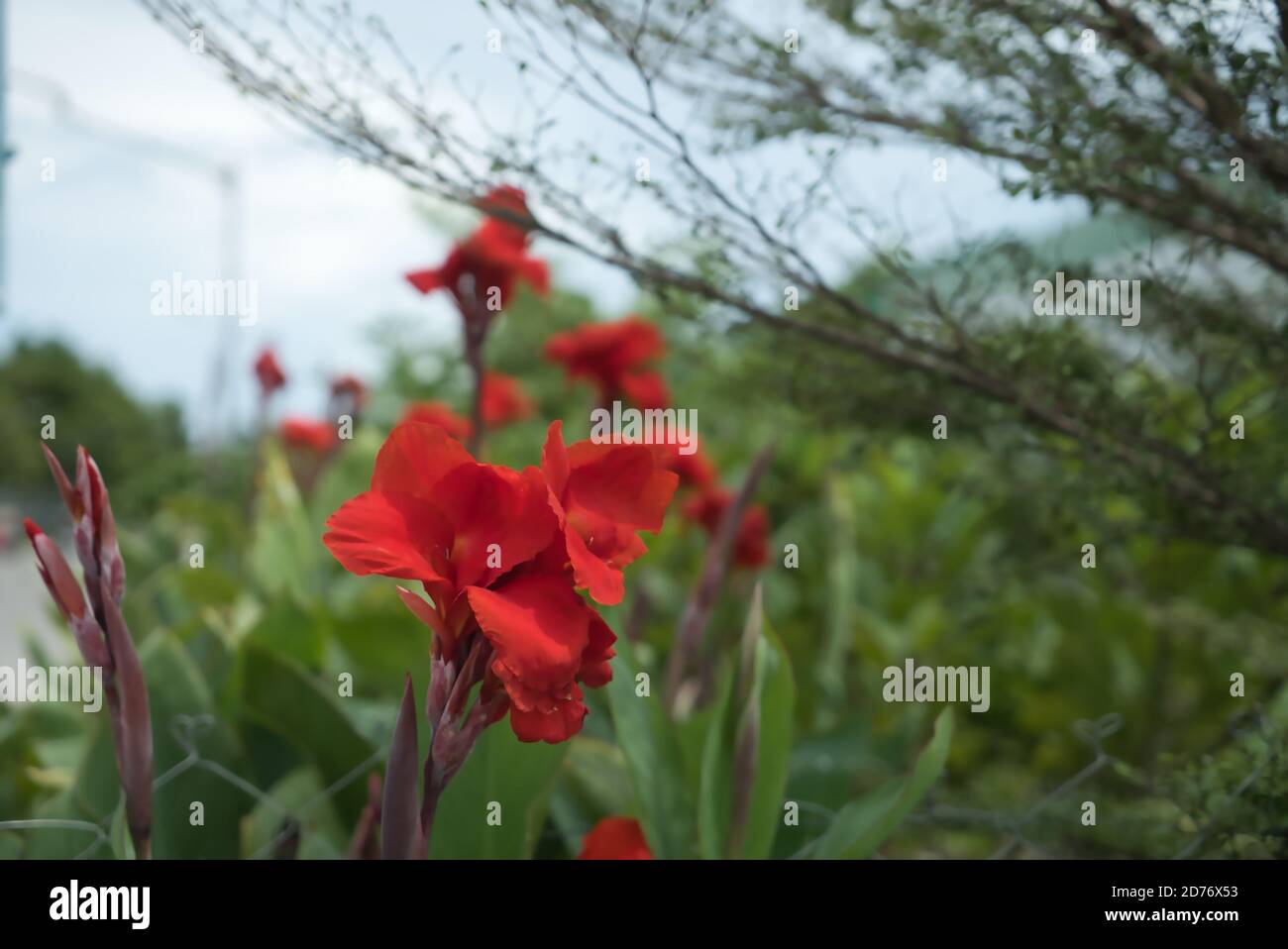 Amazing red roses with grass in nature Stock Photo - Alamy
