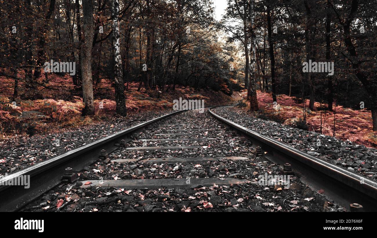 Old railroad track covered with leaves through the forest diminishing ...