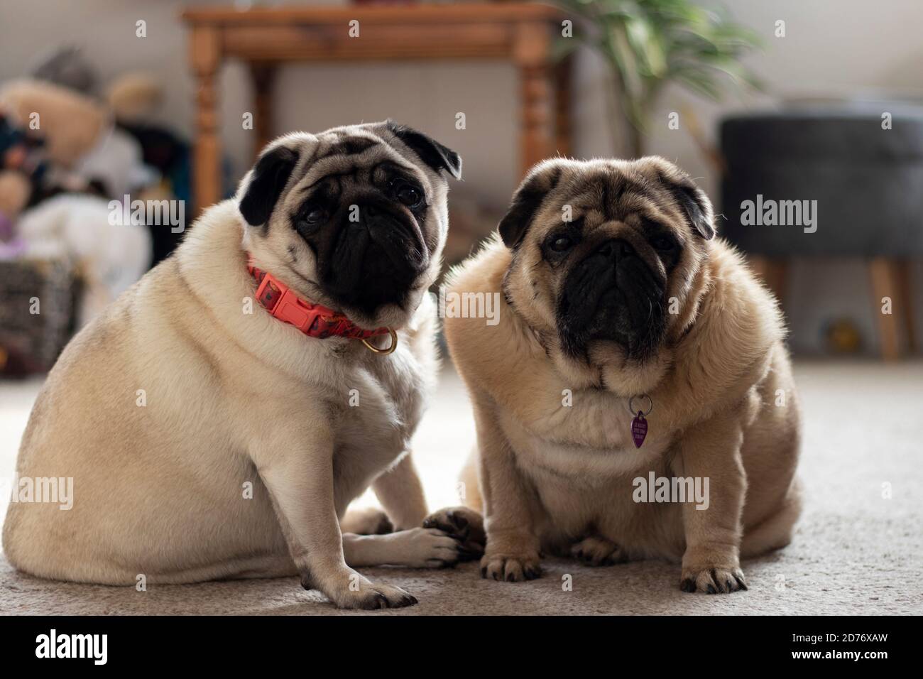 Which Is Best Male Or Female Pug