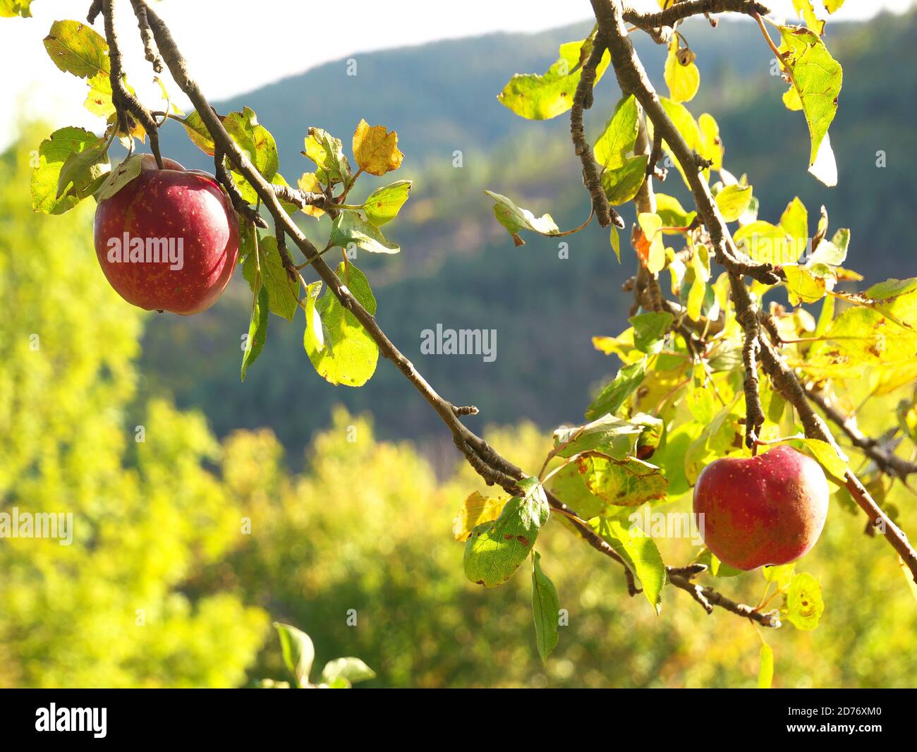 View of two apples in a tree with a mountain in the background Stock ...
