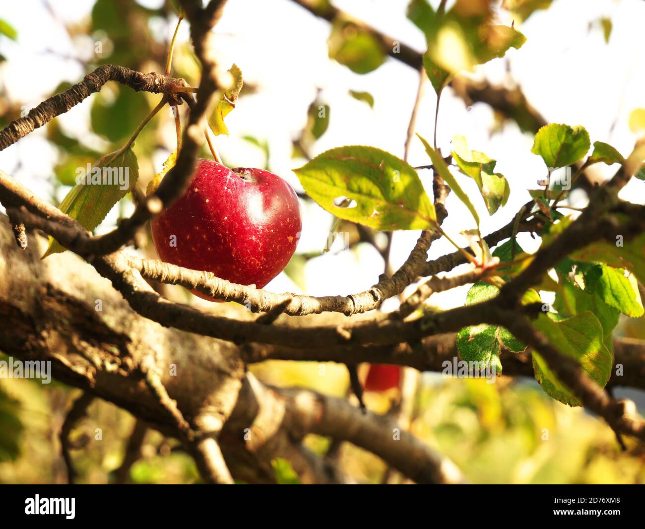 Healthy apple tree hi-res stock photography and images - Alamy