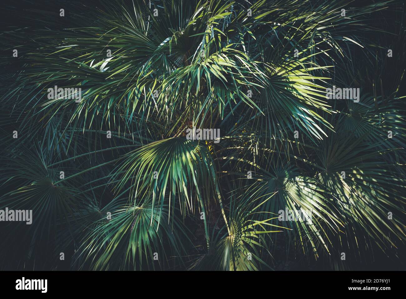 Leaves of Washingtonia filifera commonly known as Desert fan palm or ...