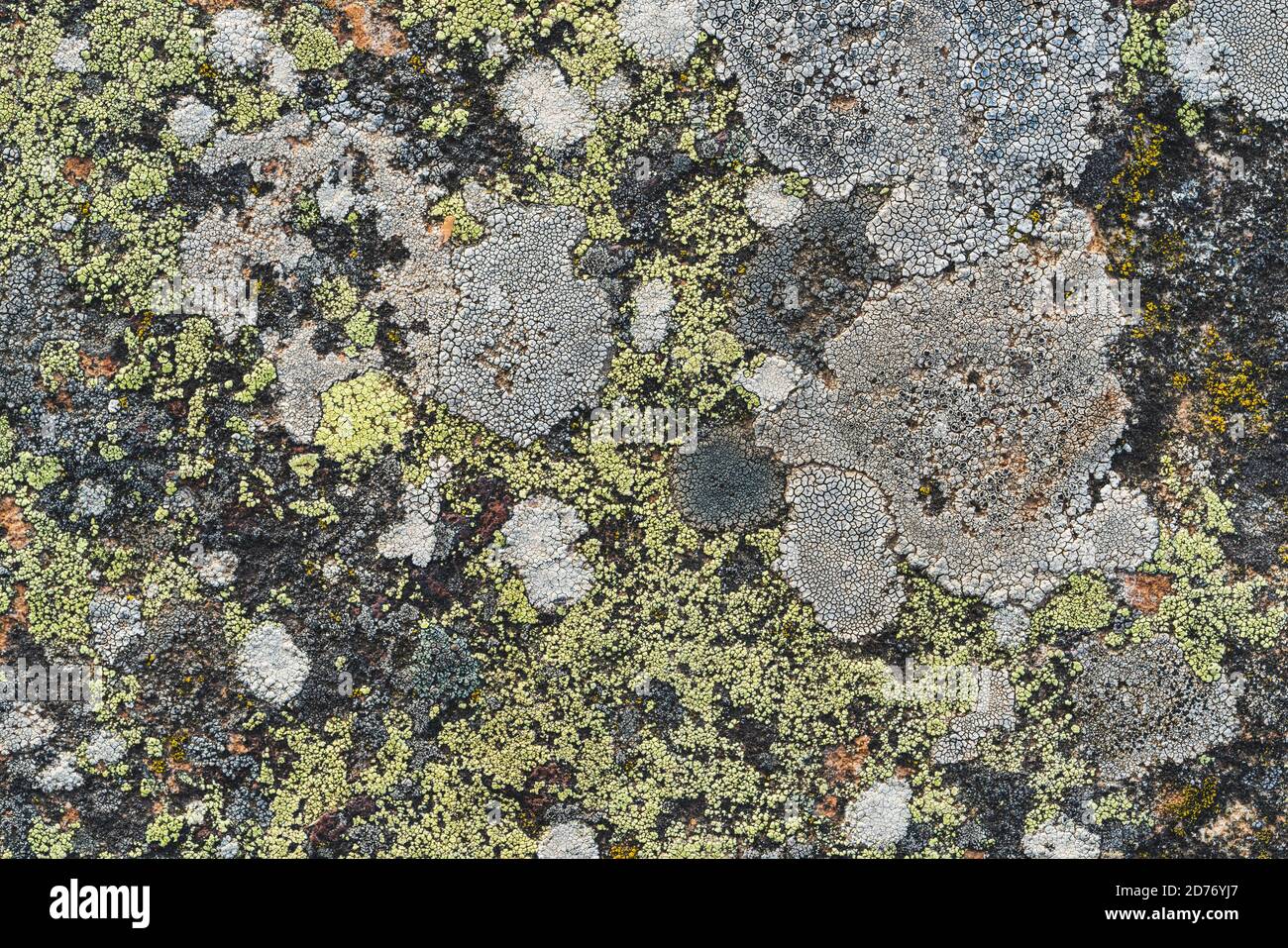 Texture of different lichens growing over a stone surface Stock Photo ...