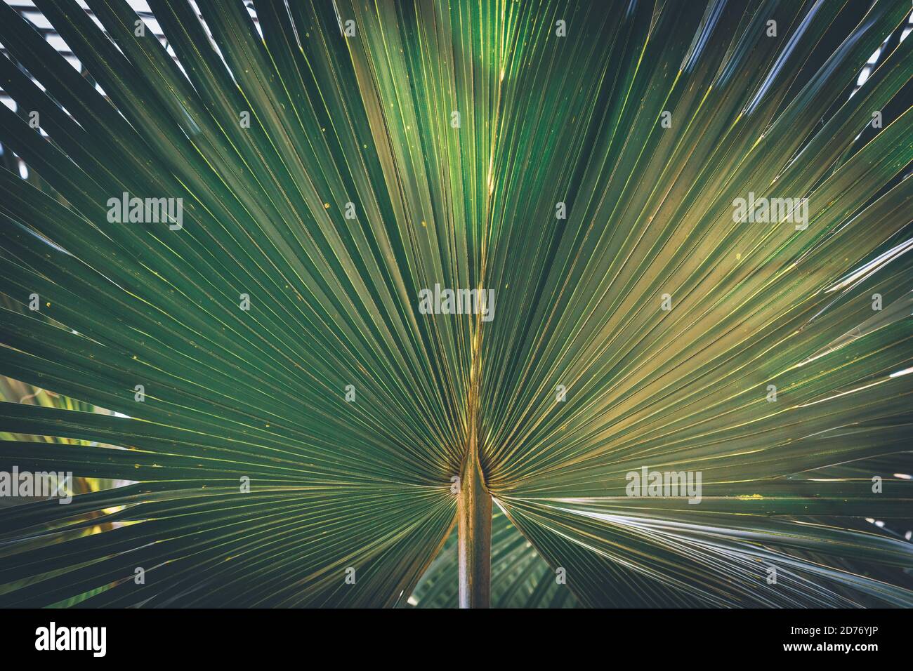 Leaf of Washingtonia filifera commonly known as Desert fan palm or ...