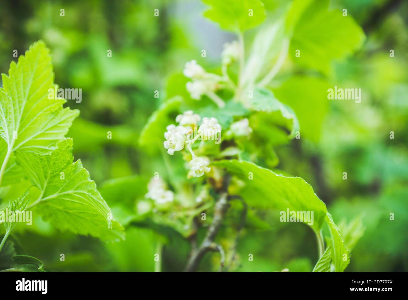 Currant blossom bush flowers hi-res stock photography and images - Alamy