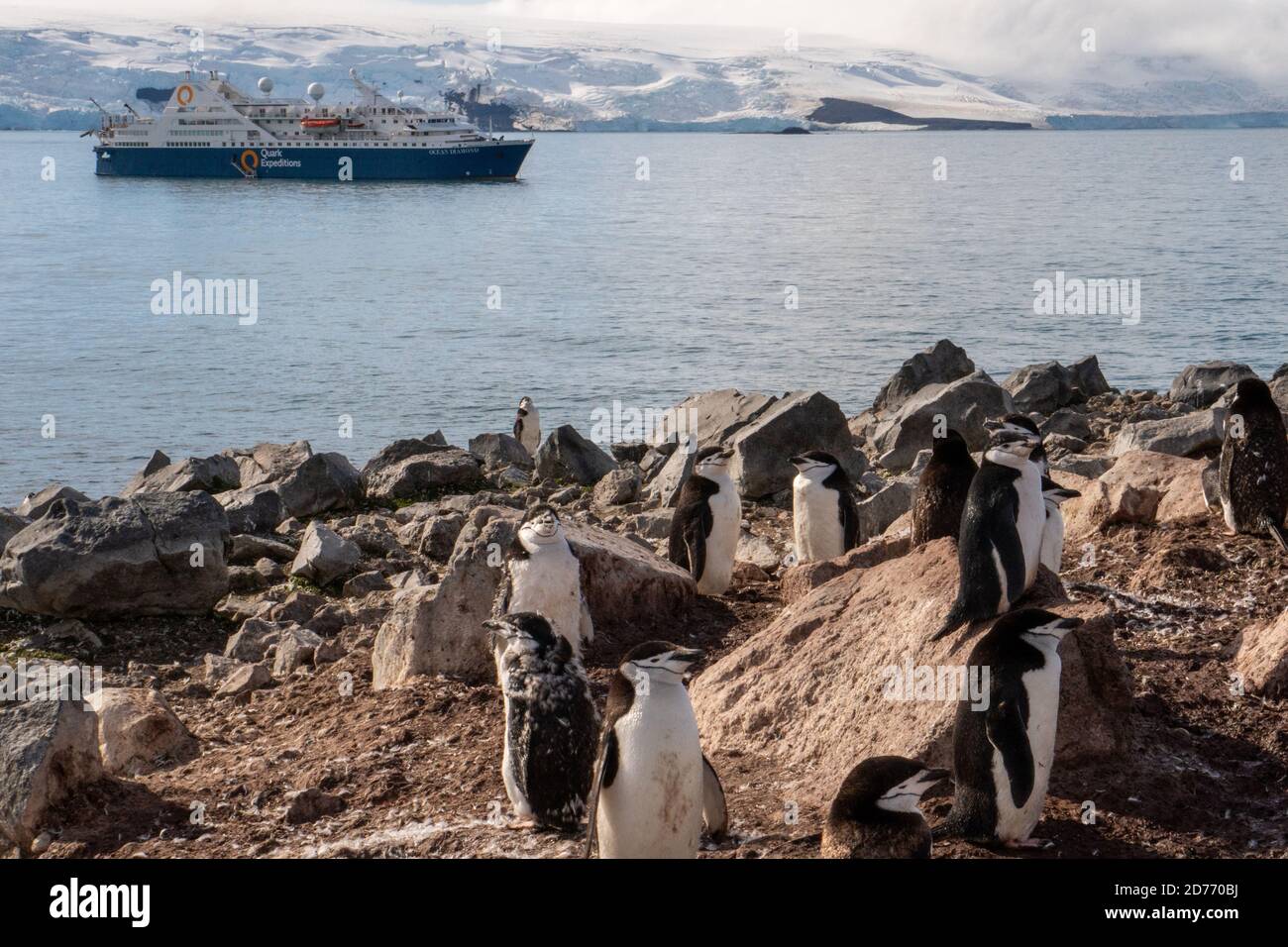 Chinstrap penguins (Pygoscelis antarctica). These birds feed almost ...