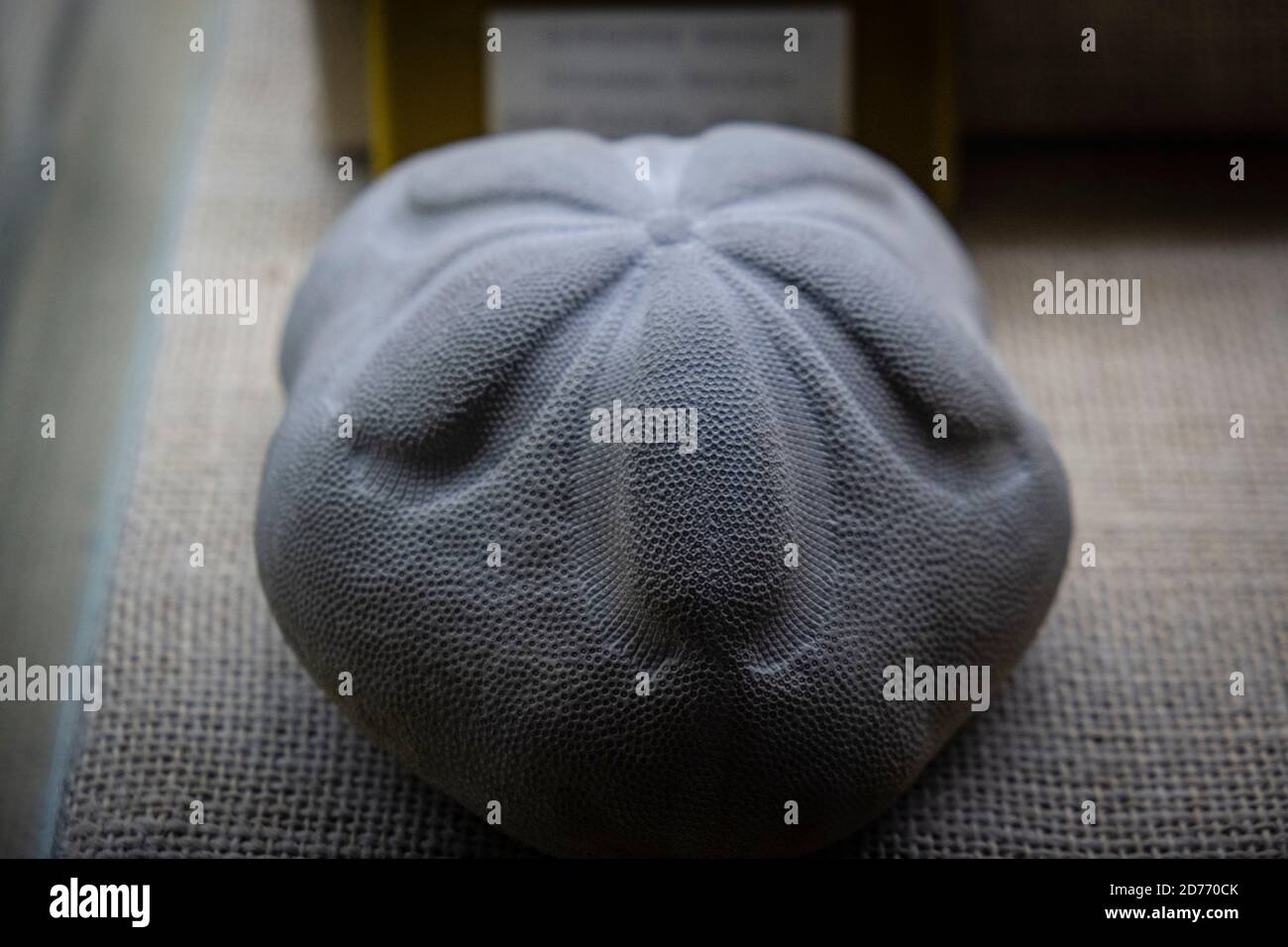Clypeaster hi-res stock photography and images - Alamy