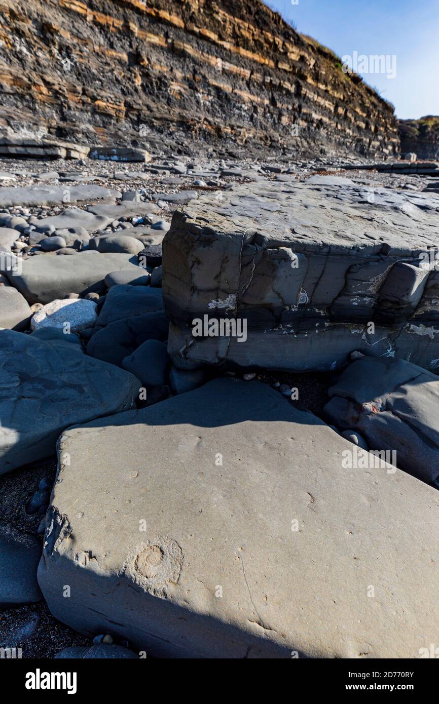 A fossilised Ammonite in the rock with the layered cliffs in the ...