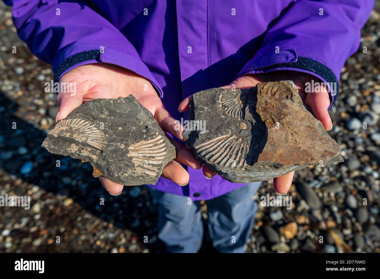 A fossilised Ammonite in the shale at Kimmeridge Bay, Dorset, England ...