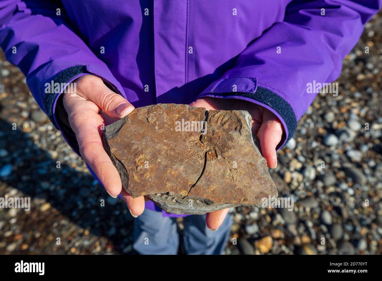 A fossilised Ammonite in the shale at Kimmeridge Bay, Dorset, England ...