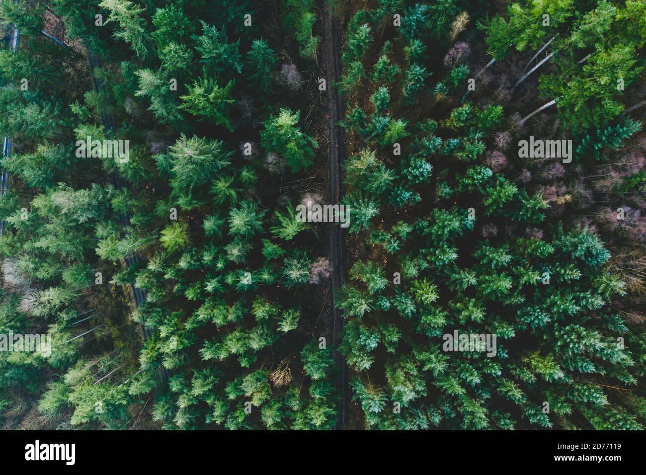 Aerial view of green summer pine trees forest with a road. Captured ...