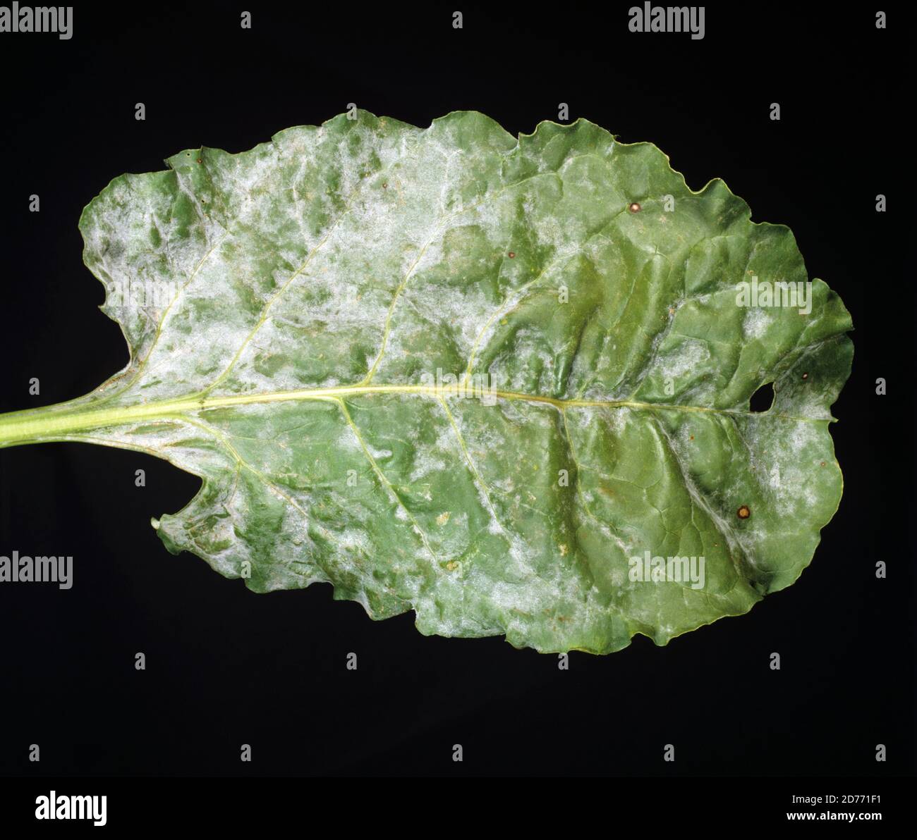 Powdery mildew (Erysiphe betae) fungal disease on the leaf of sugar ...