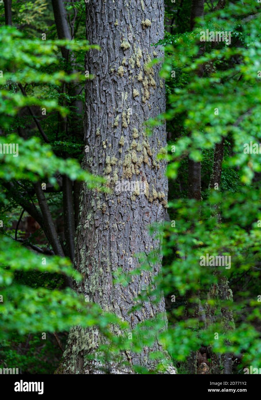 Lenga tree, Nothofagus pumilio, Wulaia Bay, Navarino Island, Murray ...