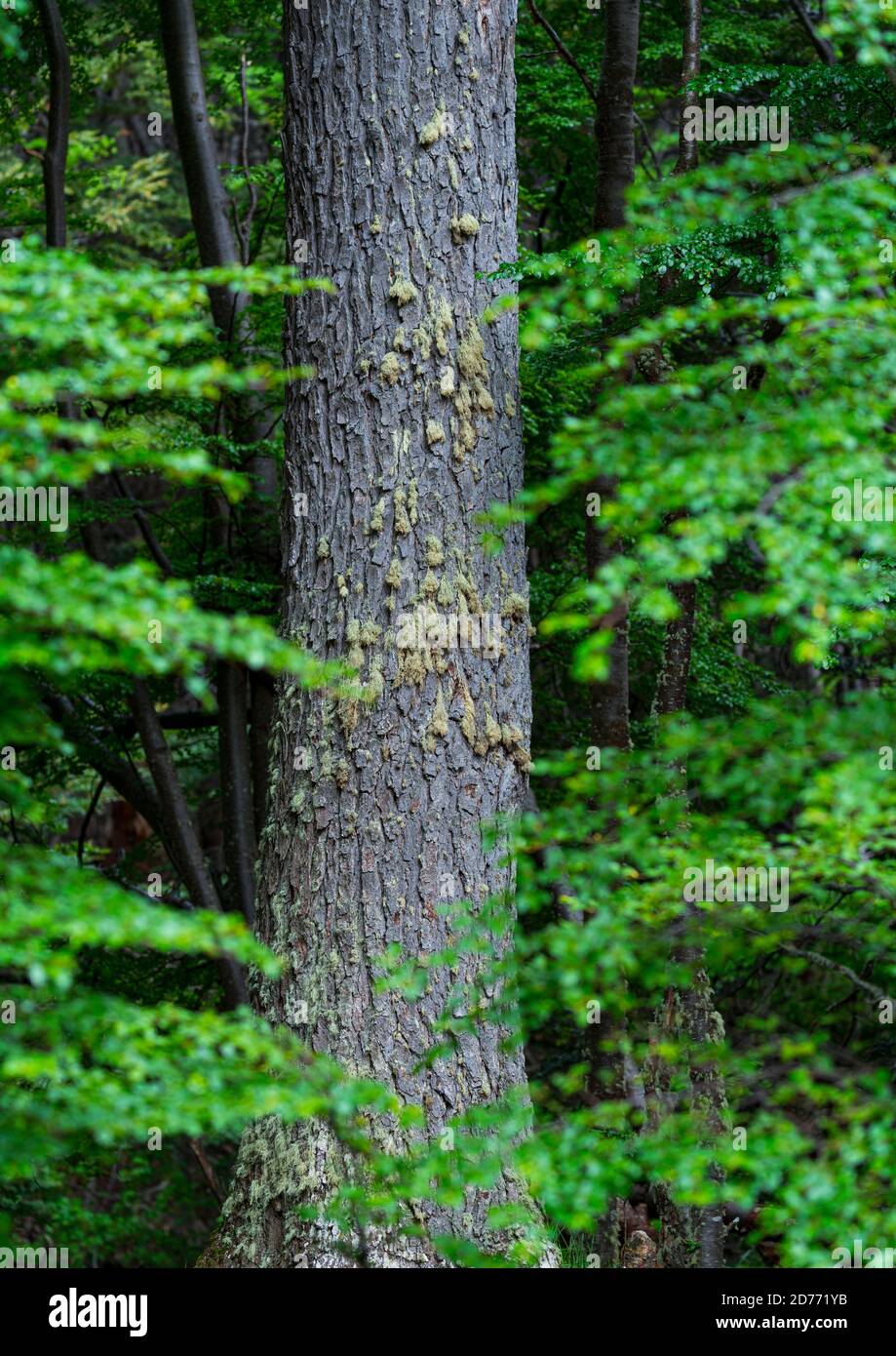 Lenga Tree High Resolution Stock Photography and Images - Alamy