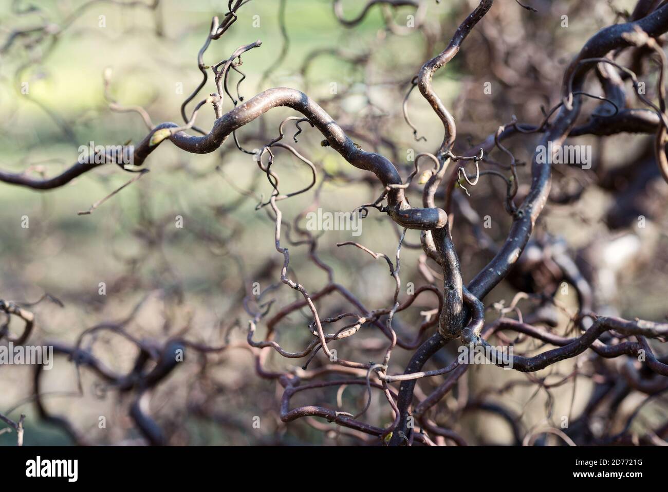 Tree branches Corylus avellana, Contorta, in the spring Stock Photo - Alamy