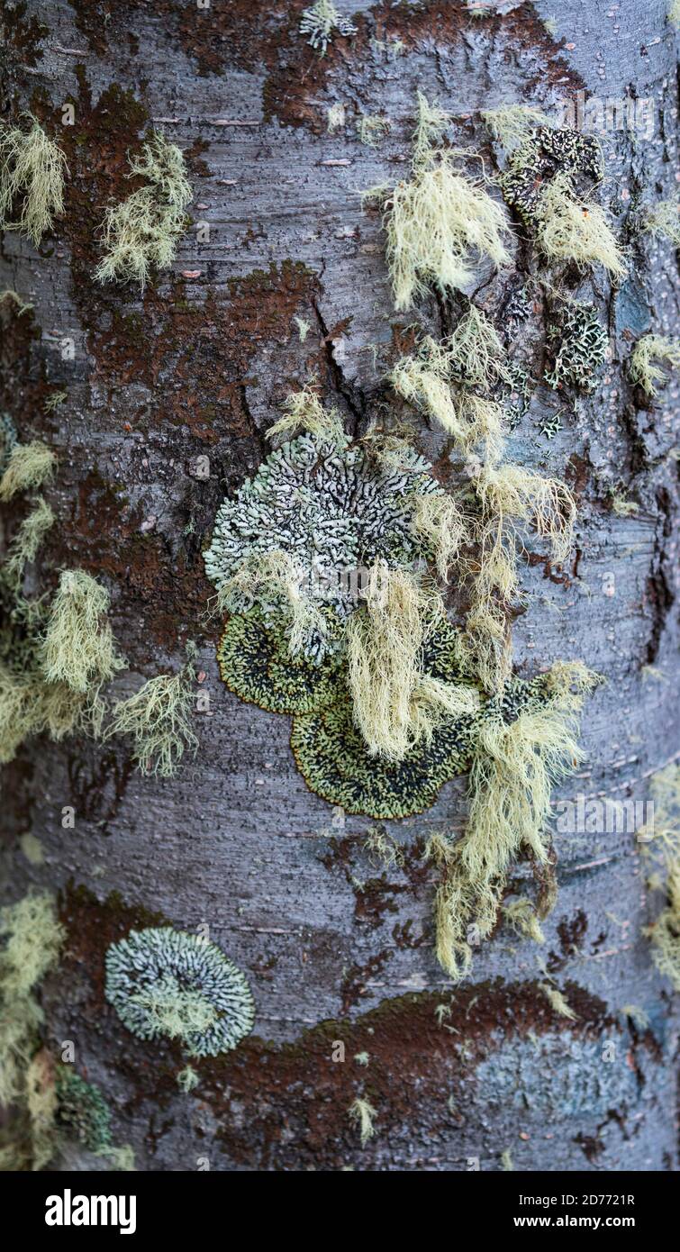 Lichen, Lenga tree, Nothofagus pumilio, Wulaia Bay, Navarino Island ...