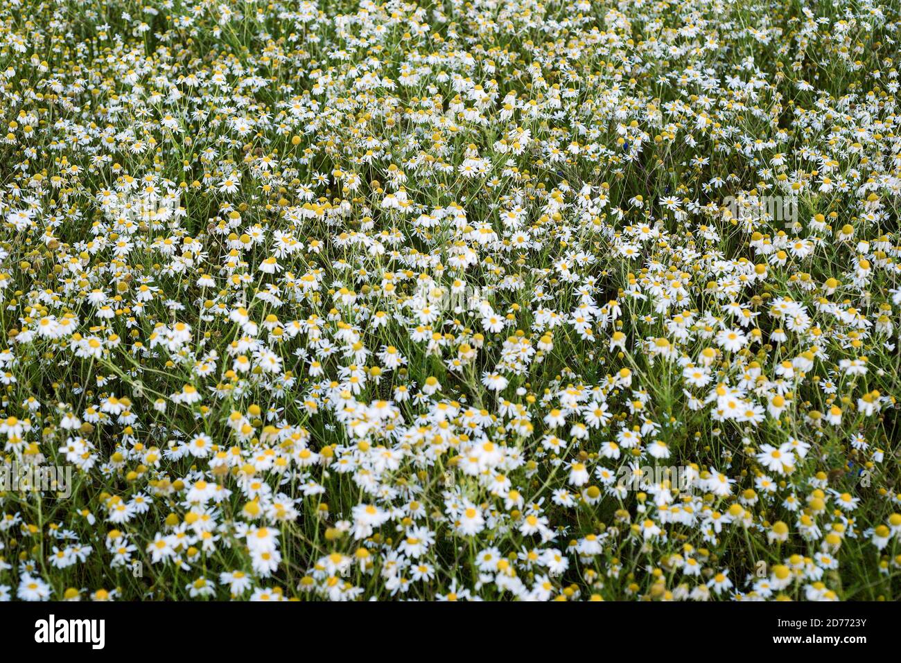 Beautiful field daisies hi-res stock photography and images - Alamy