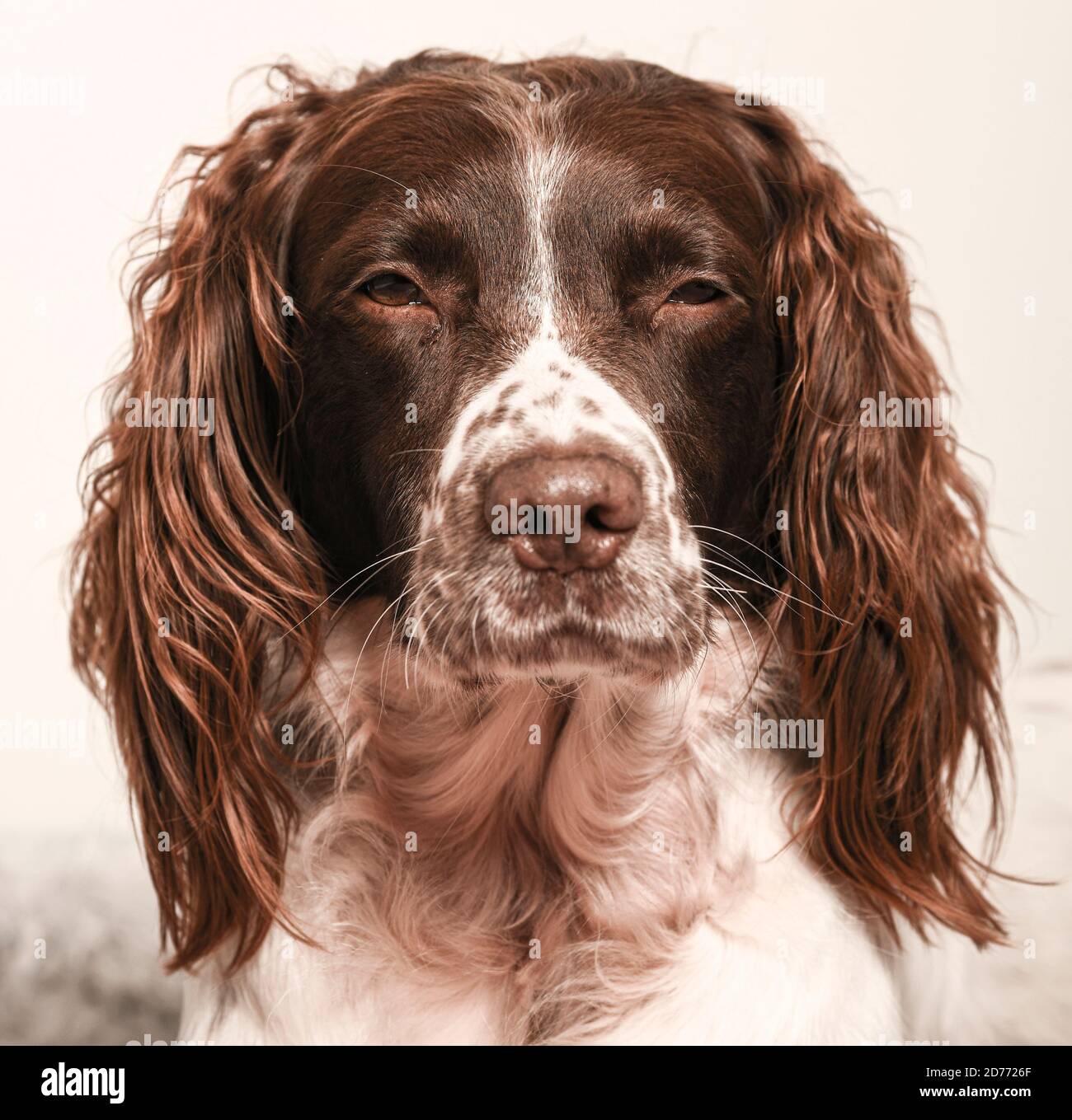 English springer spaniel resting dog Stock Photo - Alamy