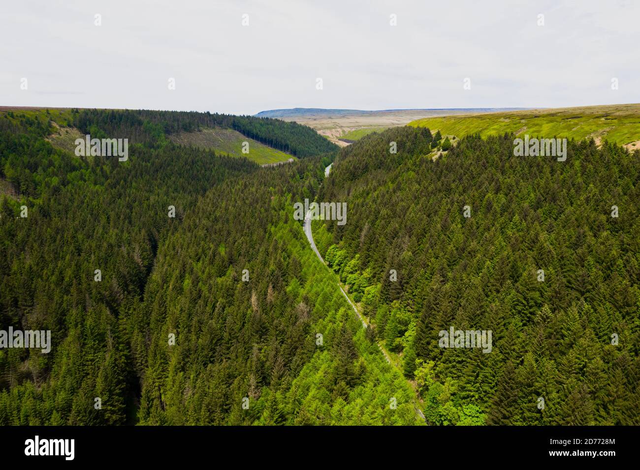 Aerial view wtih beautiful green landscape long road path of pine trees ...