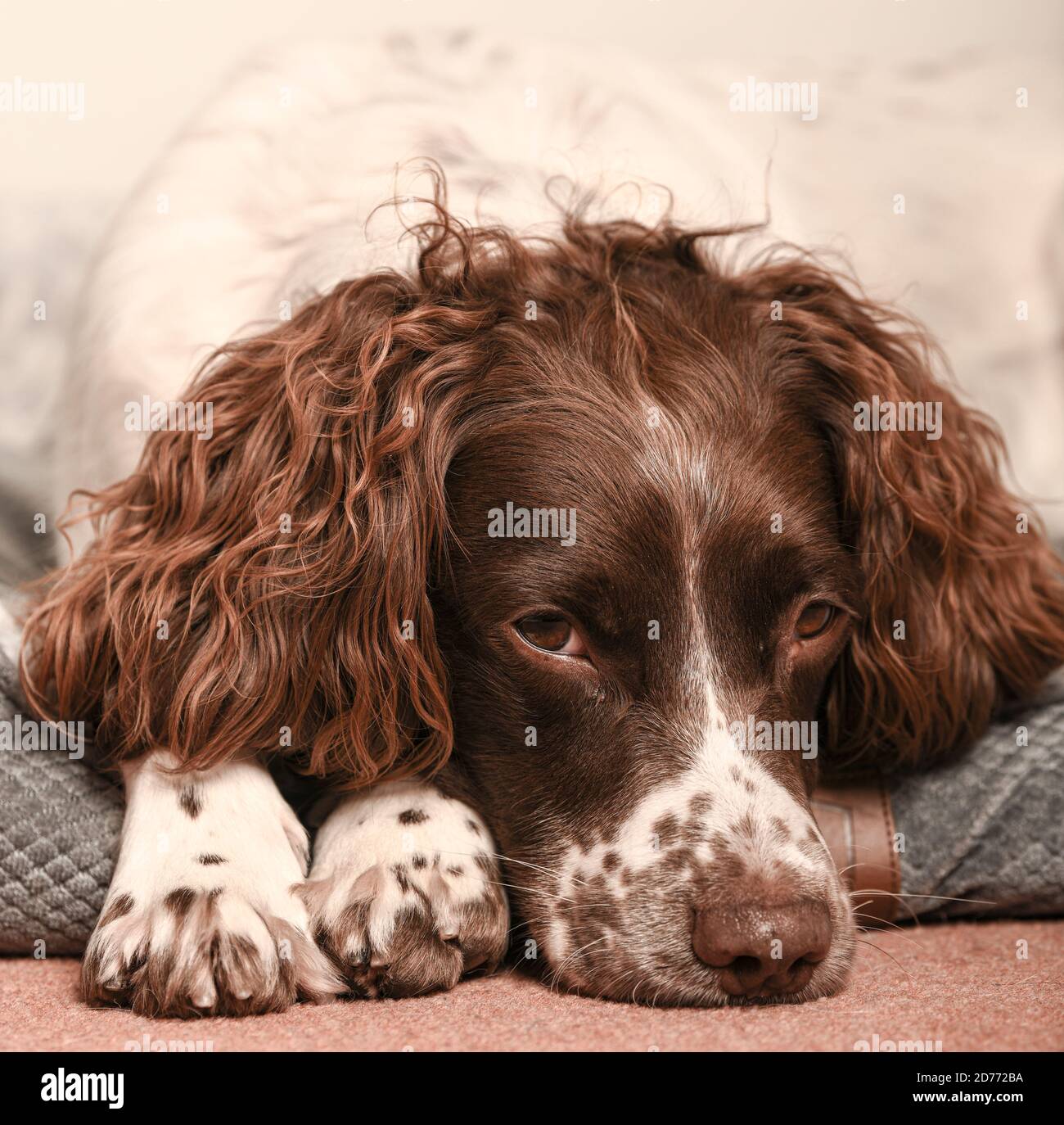 English springer spaniel resting dog Stock Photo - Alamy