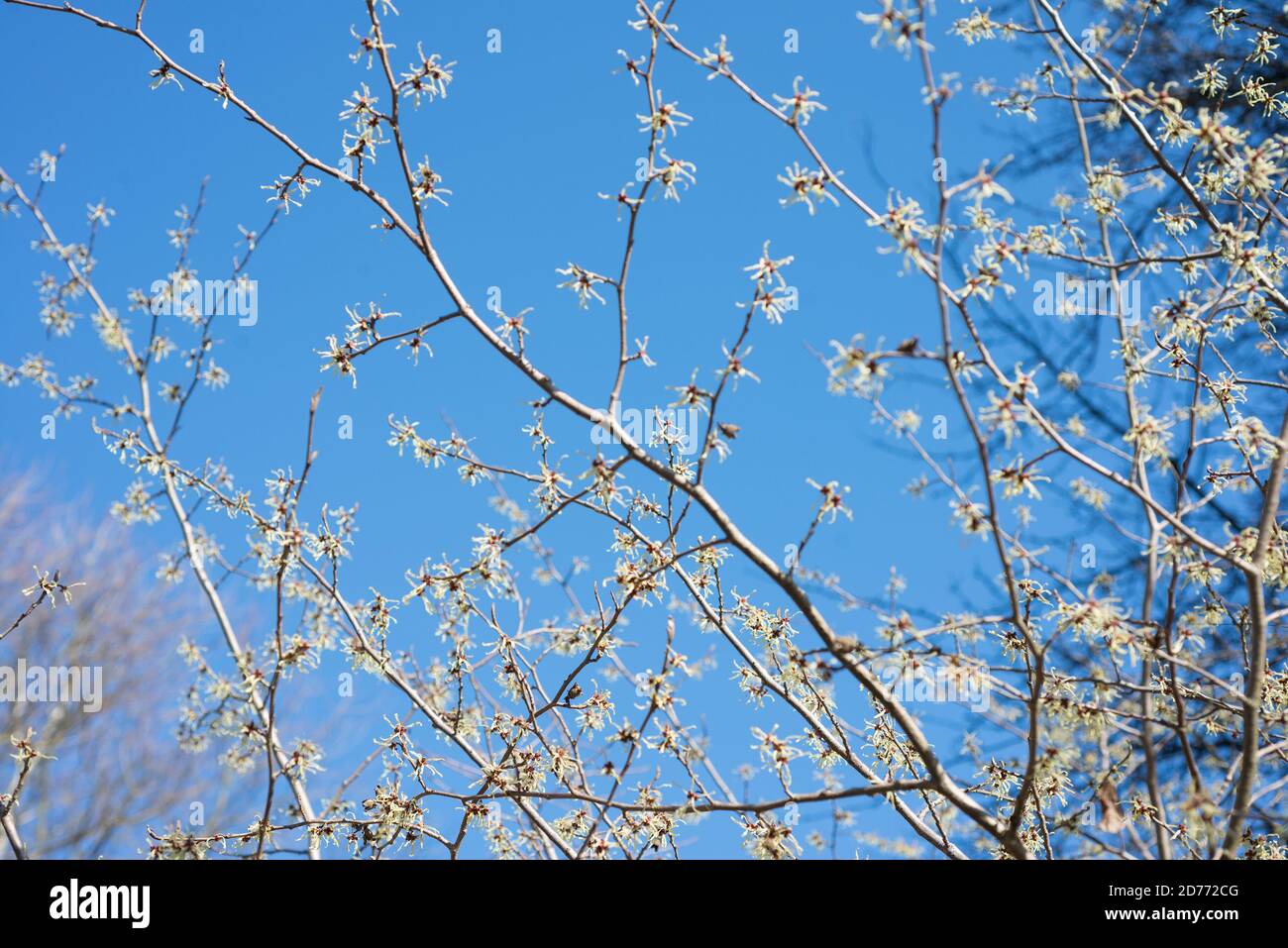 Witch hazel tree blooms in the spring. Hamamelis mollis Stock Photo - Alamy