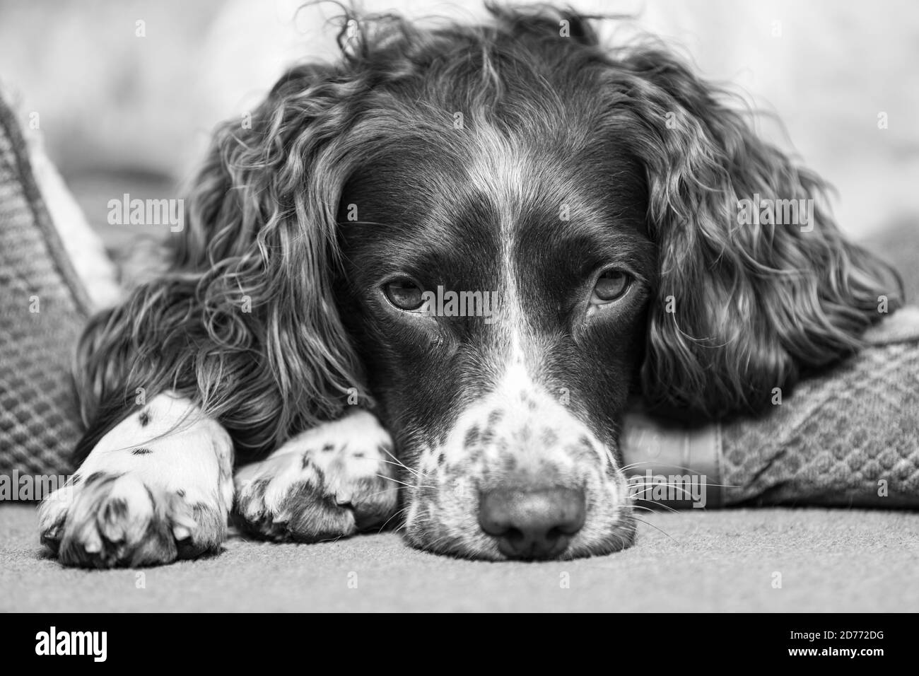 English springer spaniel resting dog Stock Photo - Alamy