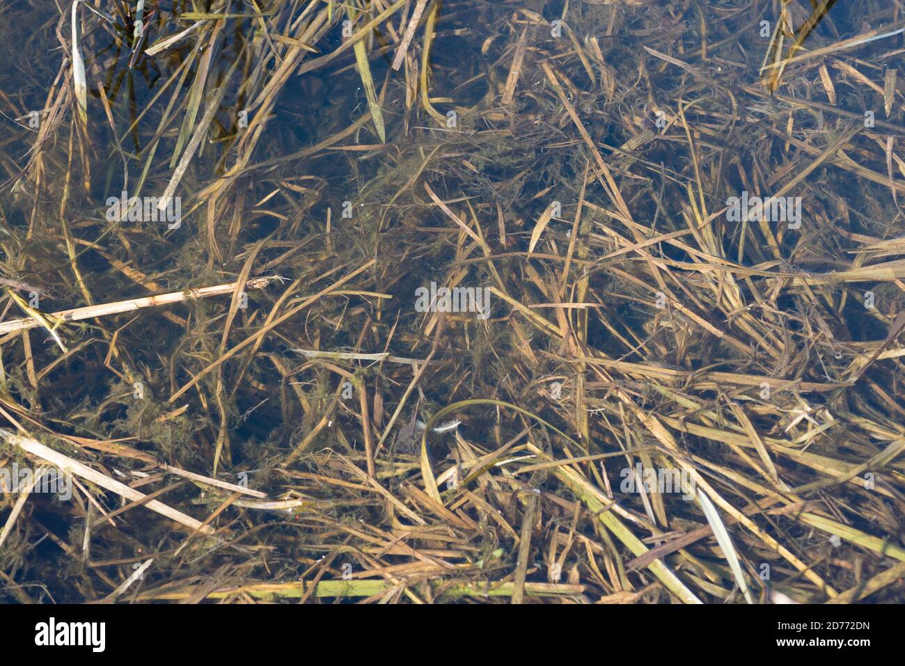 Grass in the water at the bottom of a transparent lake Stock Photo - Alamy