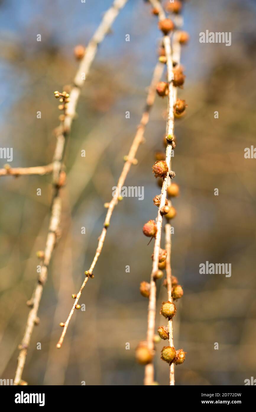 Tree larch with bumps in spring Stock Photo - Alamy