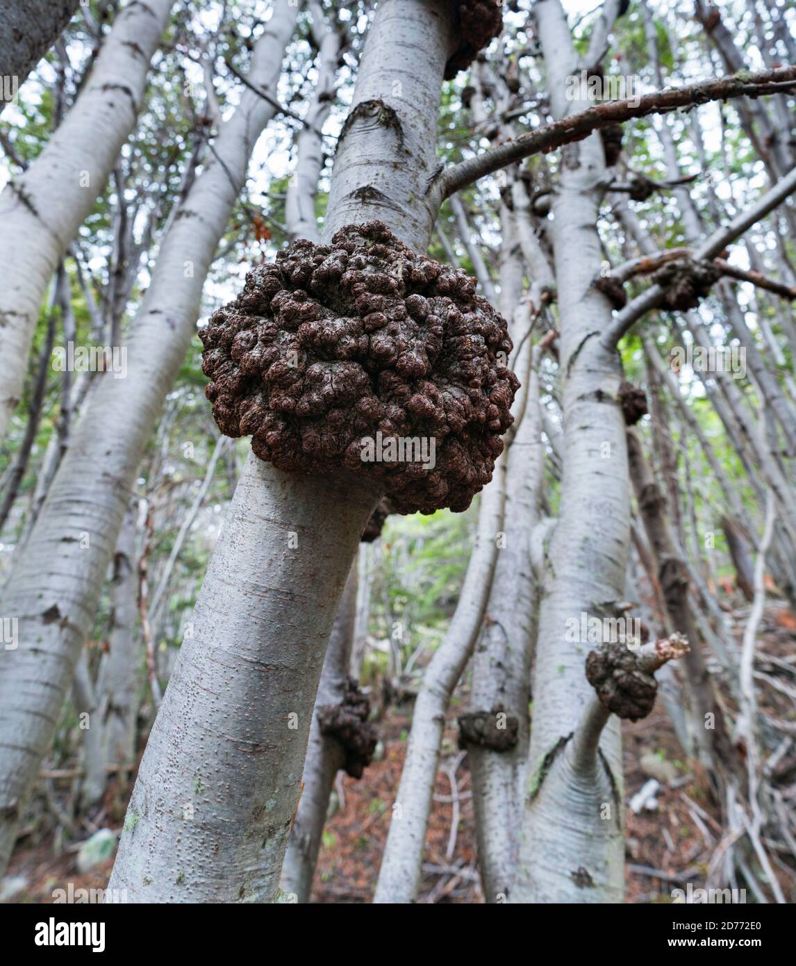 Fungus, Cittaria darwinii, Yamana bread, Lenga tree, Nothofagus pumilio ...