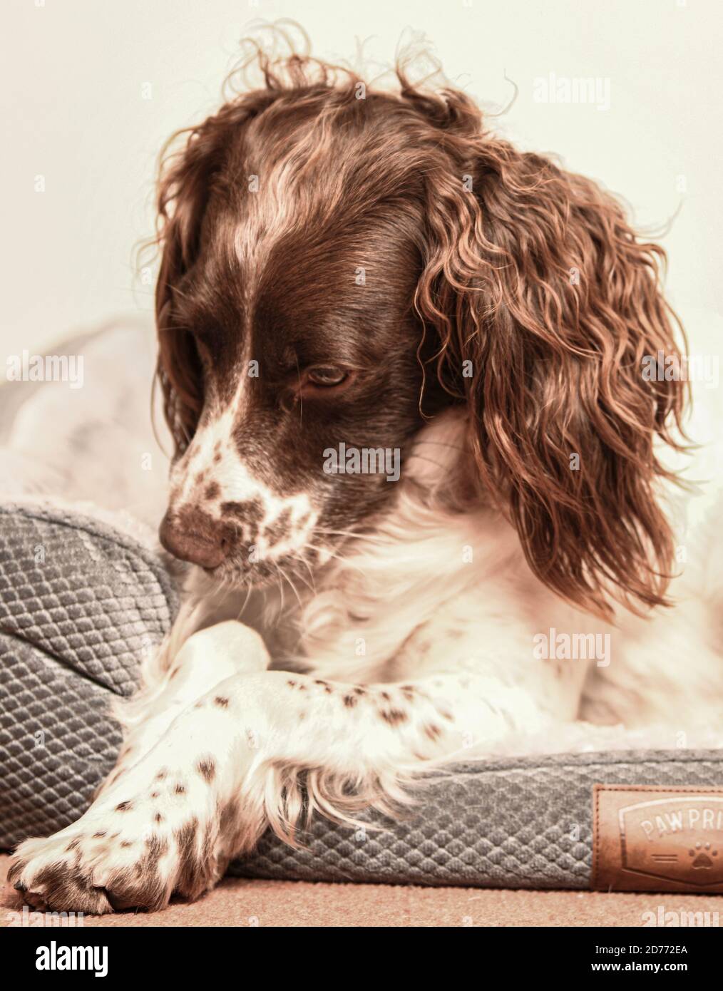 English springer spaniel resting dog Stock Photo - Alamy