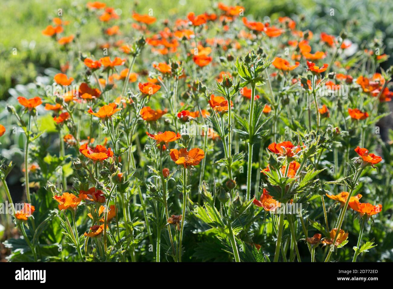 Geum flower in the garden Stock Photo - Alamy