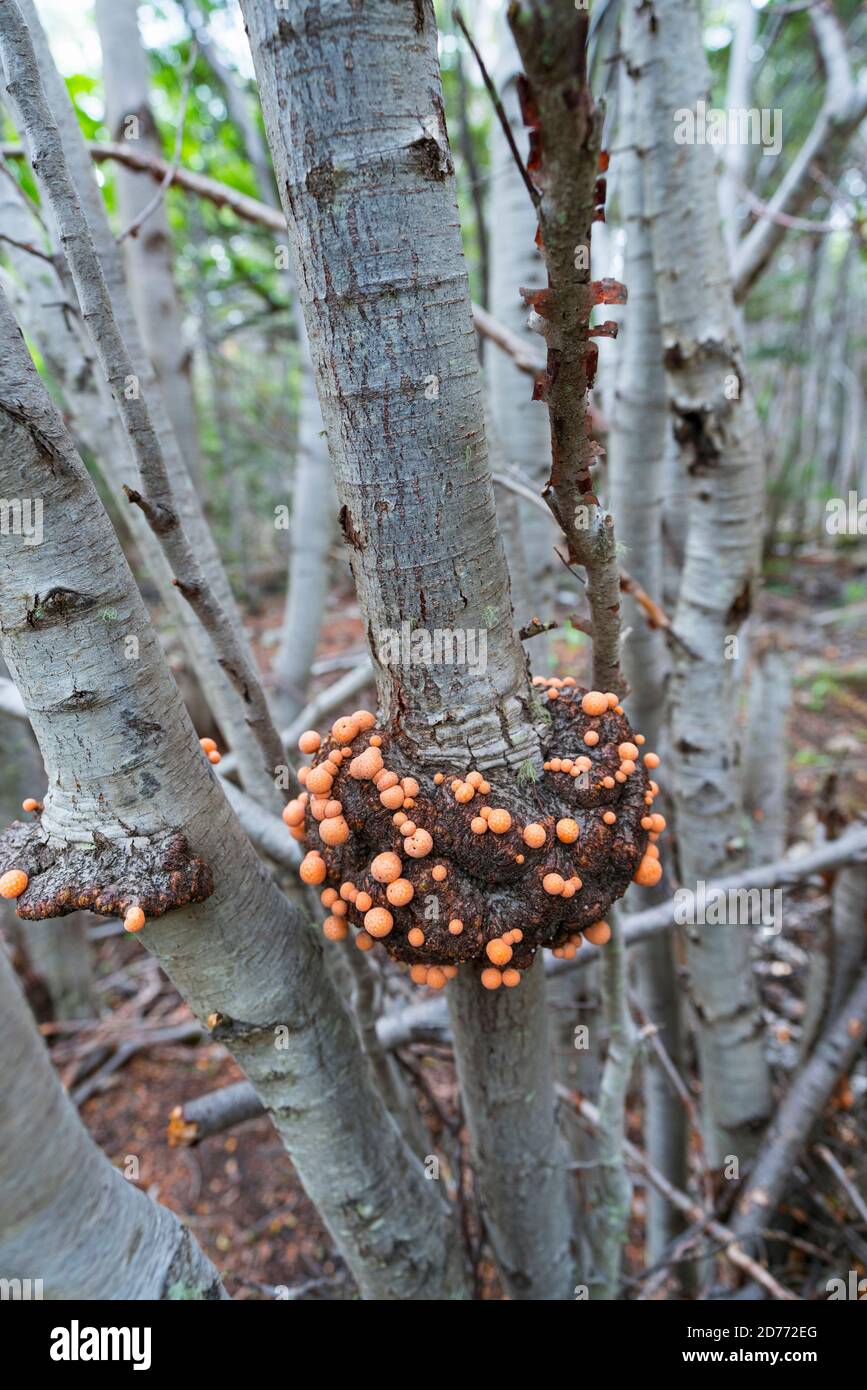 Fungus, Cittaria darwinii, Yamana bread, Lenga tree, Nothofagus pumilio ...